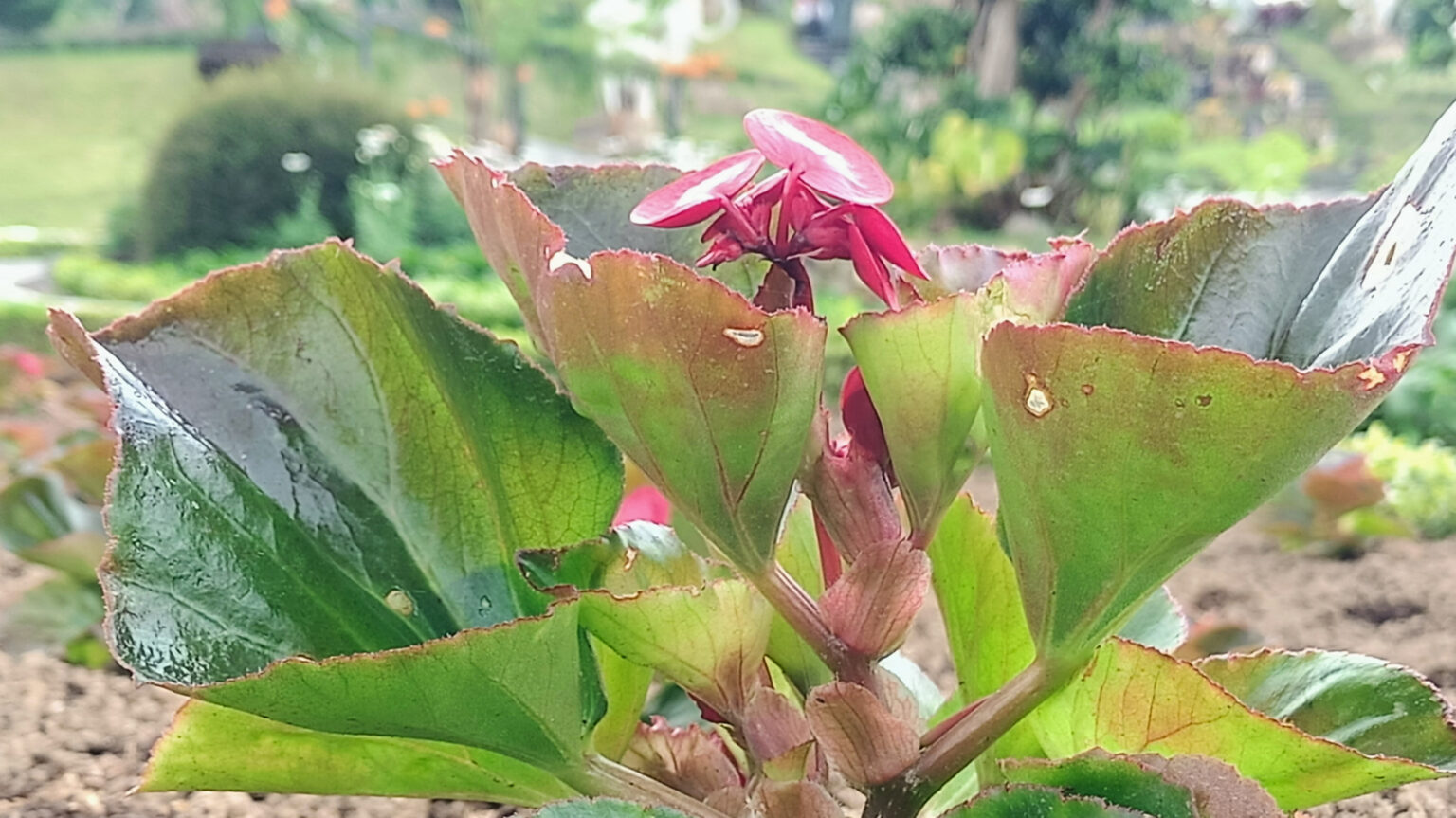 Mengintip 'Balinea Begonia' di The Blooms Garden